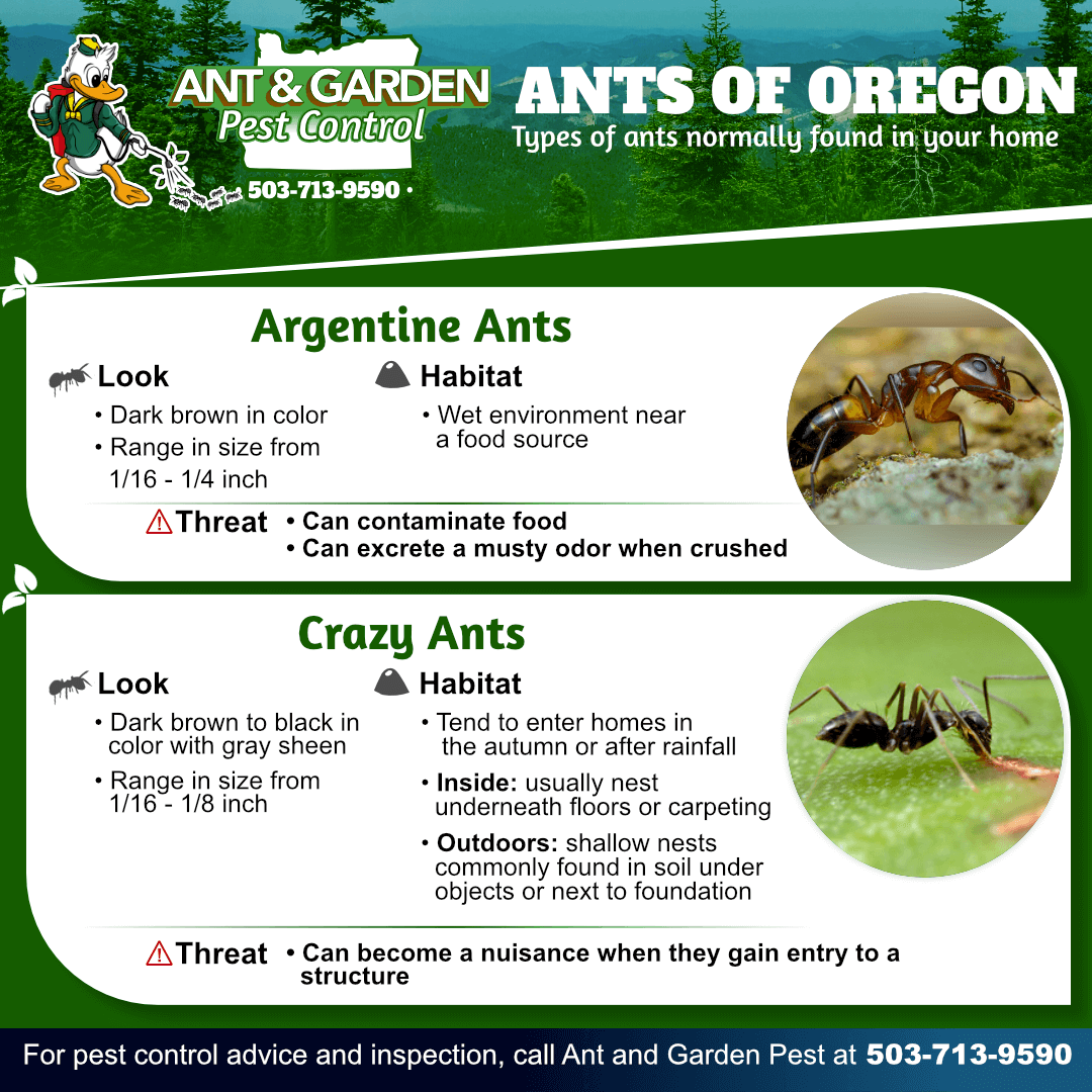 Types-of-Ants-1-3 - Organic Pest Control