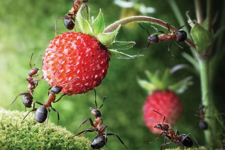 Food That Attracts Ants | Ant & Garden Organic Pest Control